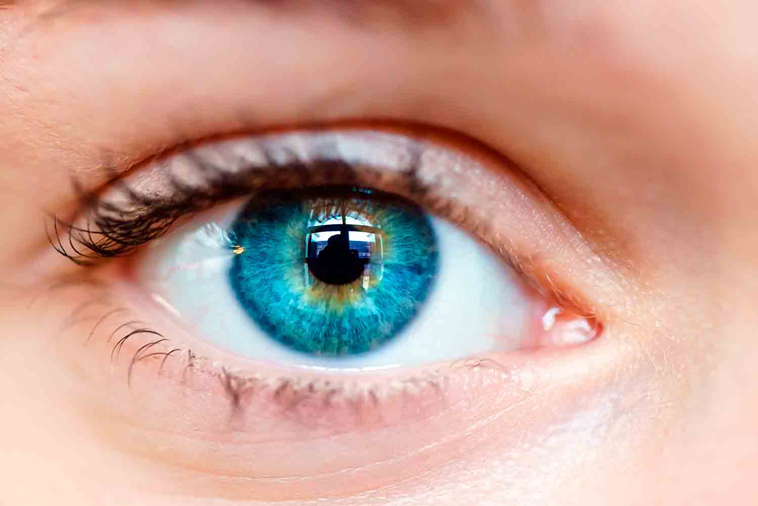 Cu les Son Las Partes Y Funciones Del Ojo ptica De Gafas Cu les Son Las Partes Y Funciones Del Ojo ptica De Gafas